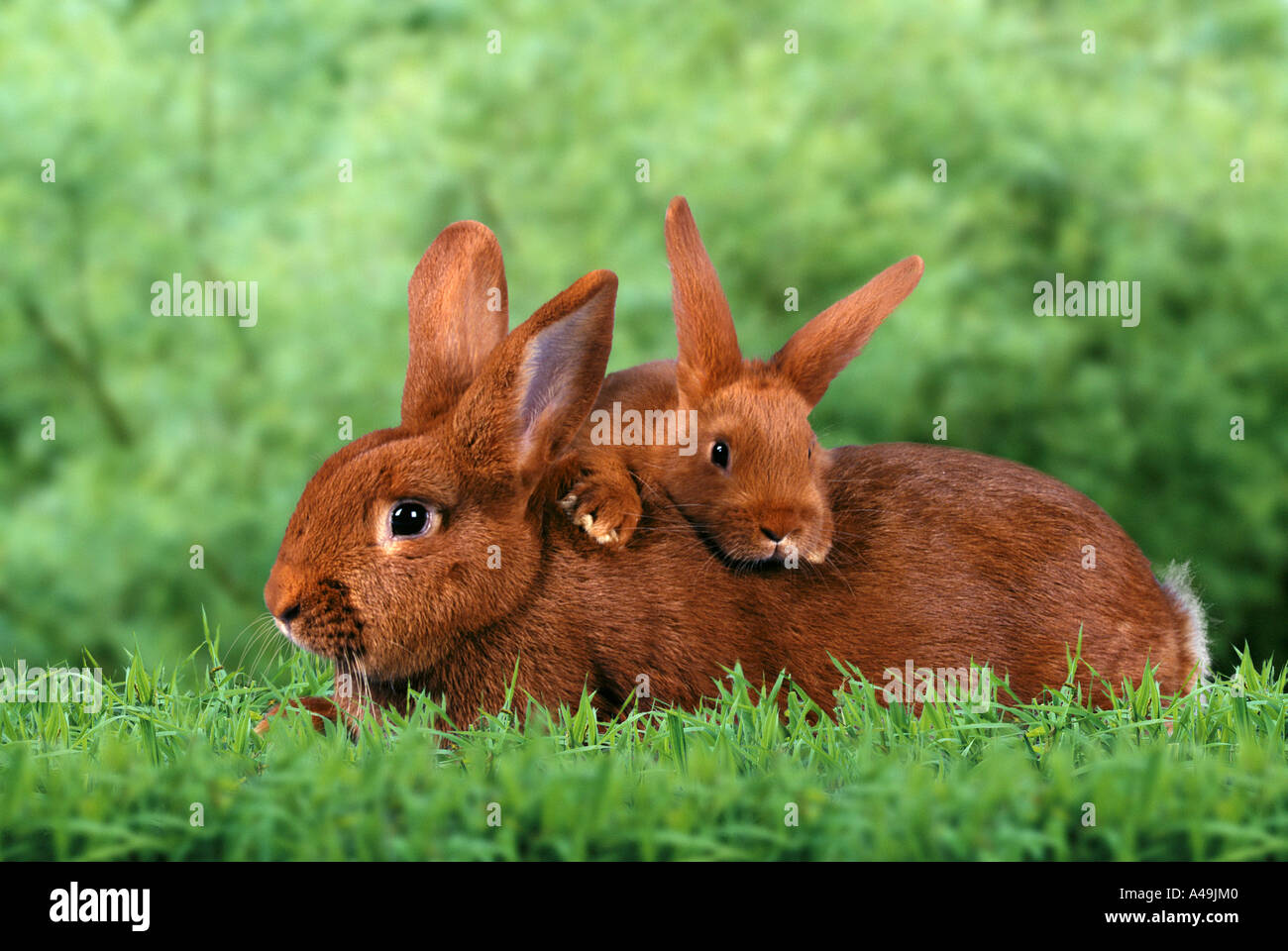 Red new zealand rabbit young hi-res stock photography and images - Alamy