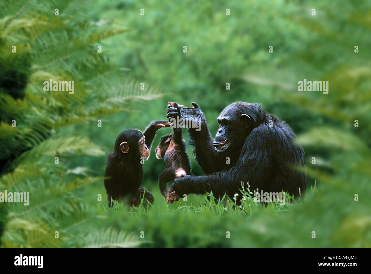 Chimpy hi-res stock photography and images - Alamy