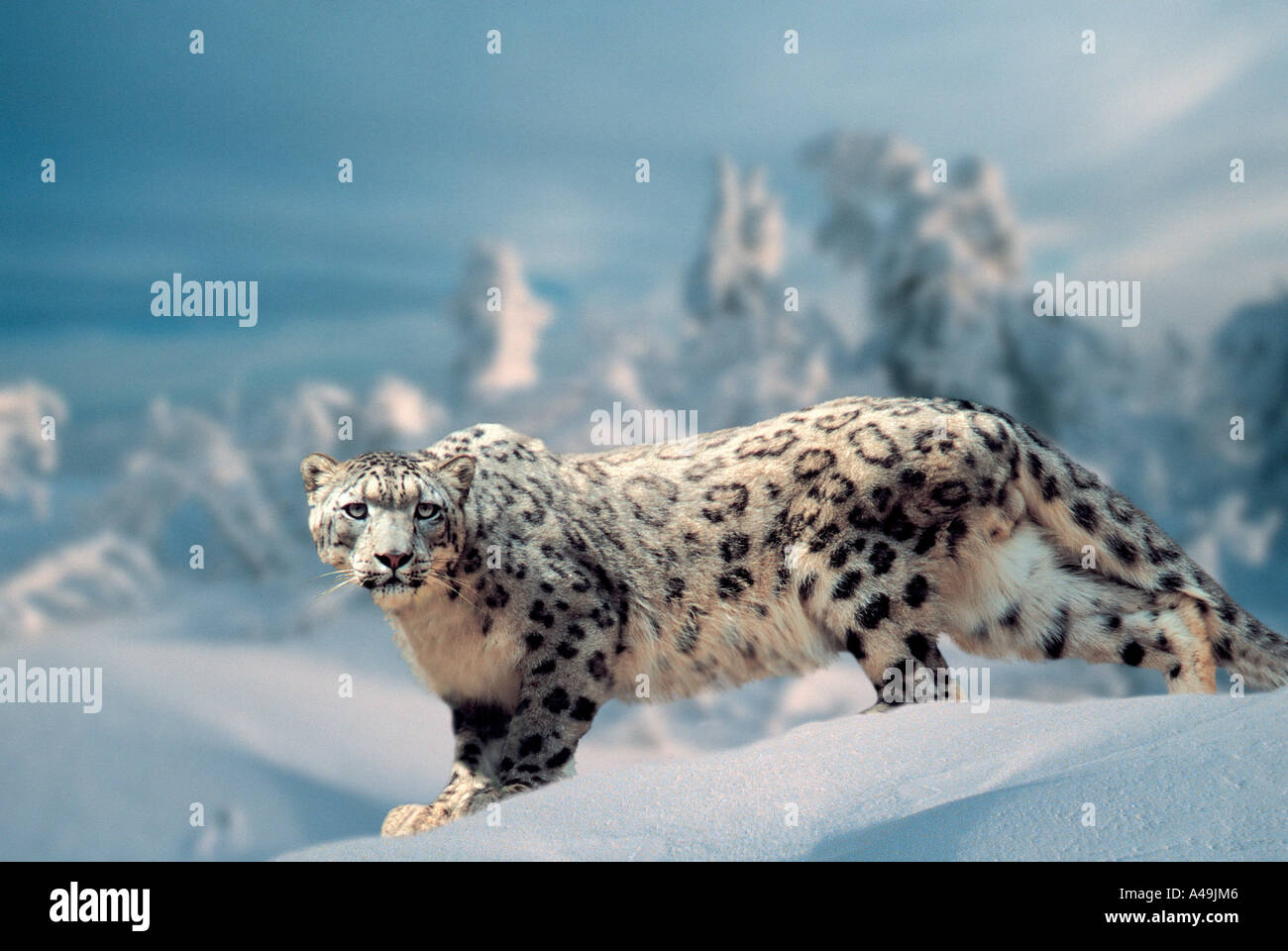 Snow Leopard / Irbis Stock Photo - Alamy