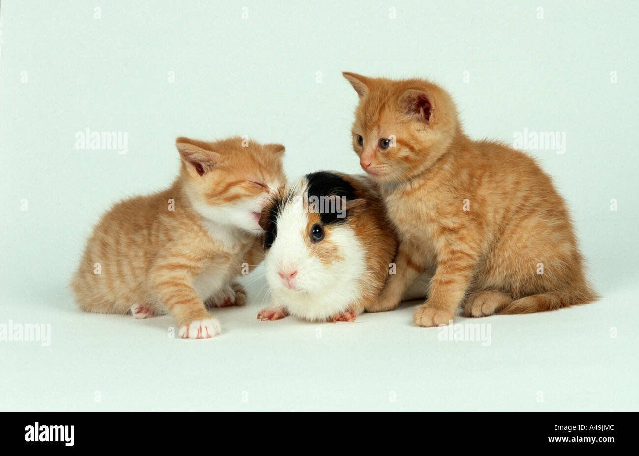 Domestic Cat and Guinea Pig Stock Photo - Alamy