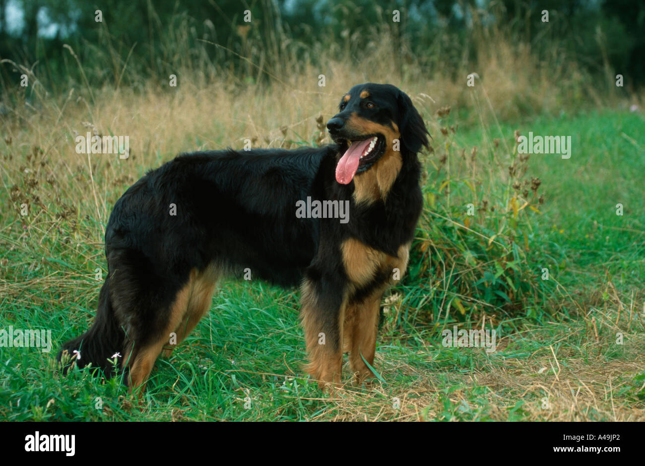 Hovawart standing side hi-res stock photography and images - Alamy