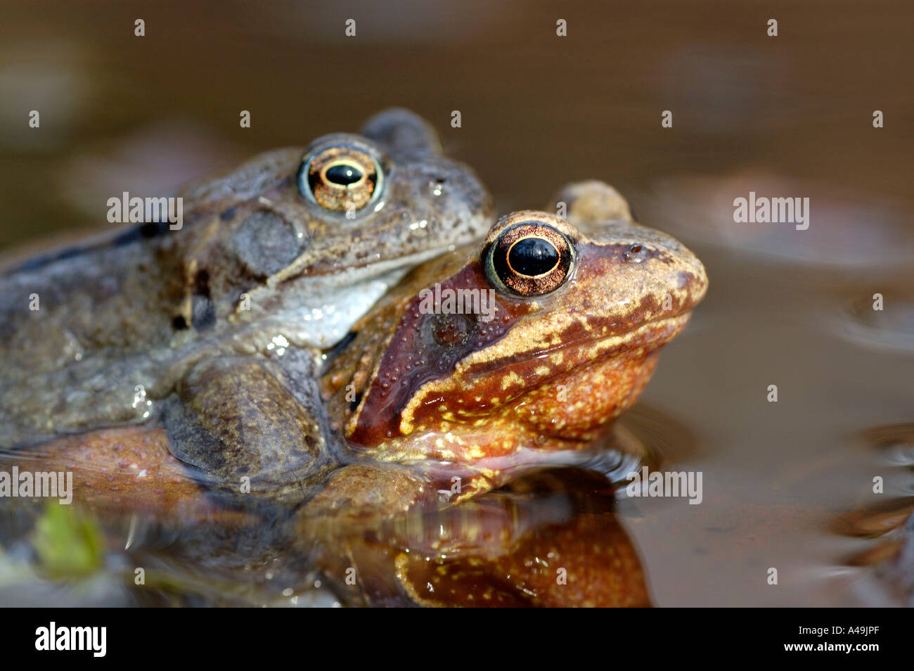 Common European Frog Stock Photo - Alamy