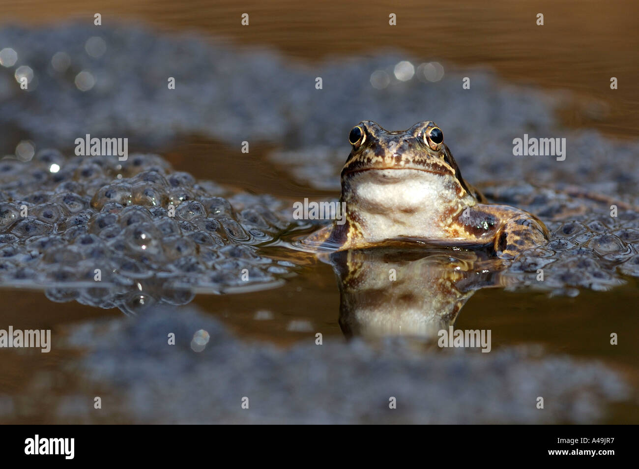 Common European Frog Stock Photo - Alamy