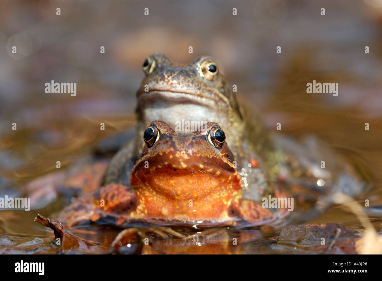 Common European Frog Stock Photo - Alamy