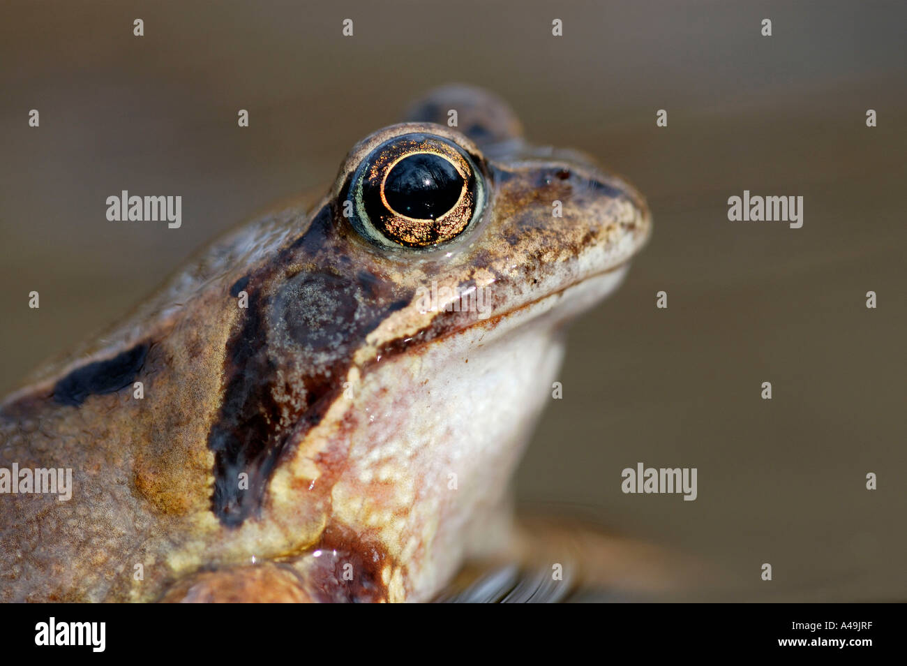 Common European Frog Stock Photo - Alamy