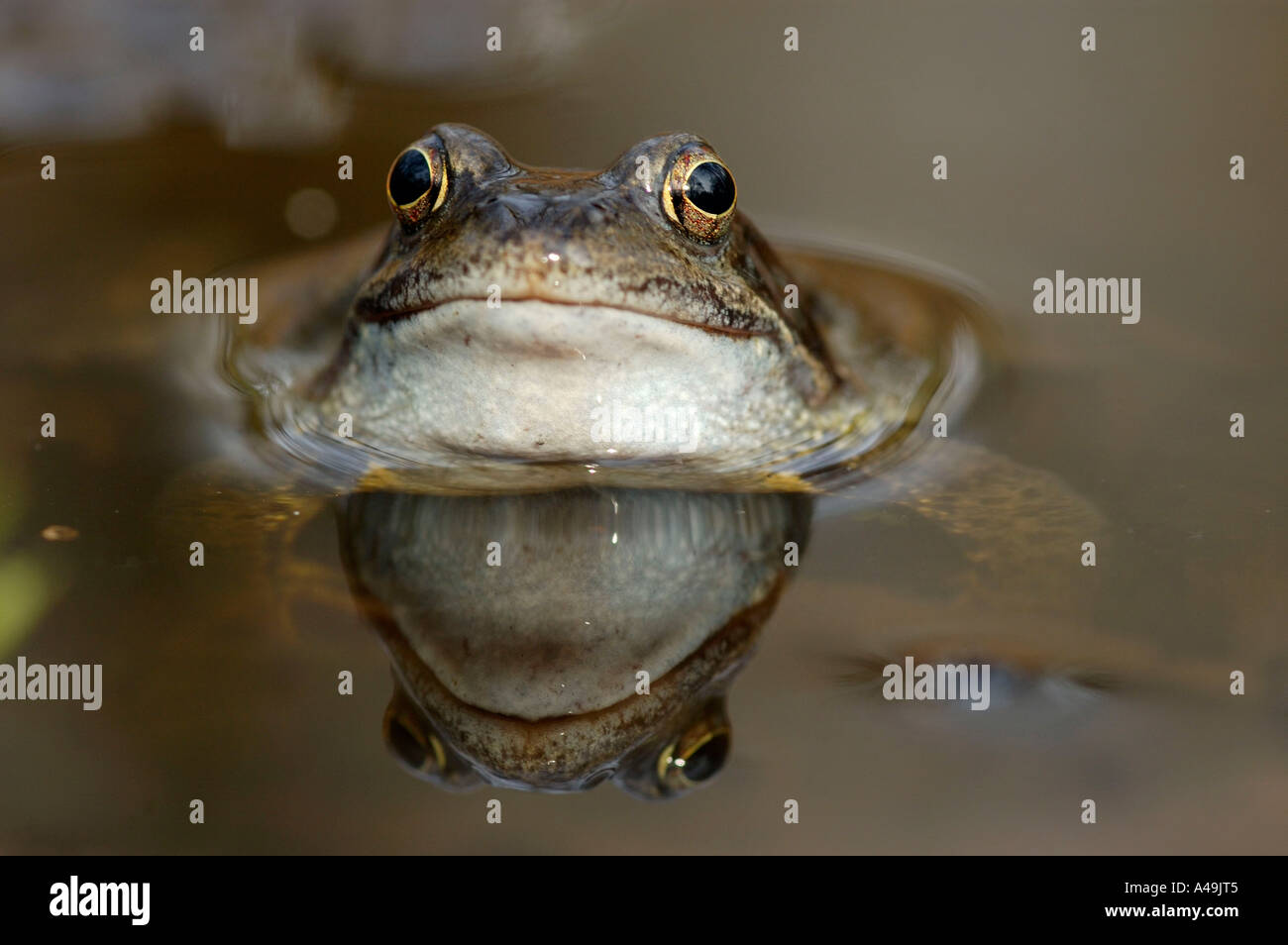 Common European Frog Stock Photo - Alamy