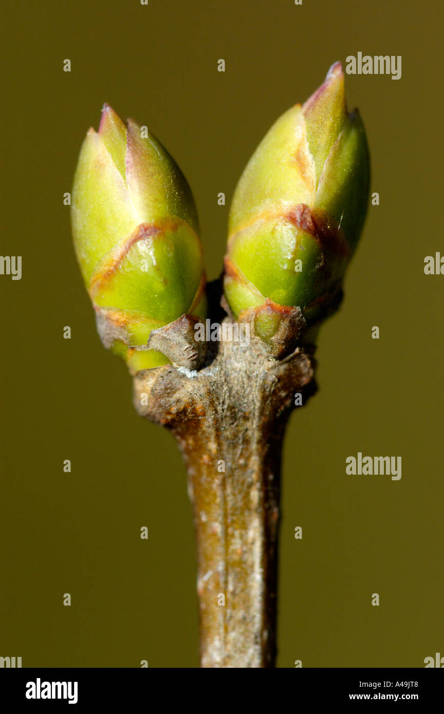 Syringa vulgaris common lilac buds hi-res stock photography and images ...