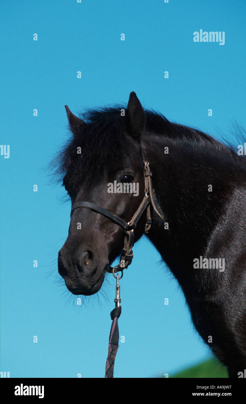 Huftiere hoofed animals hi-res stock photography and images - Alamy