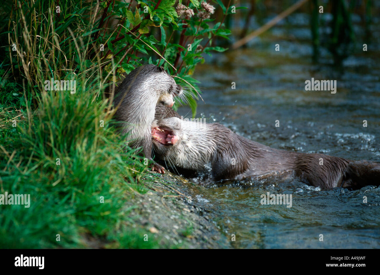 European Otter / River Otter Stock Photo - Alamy