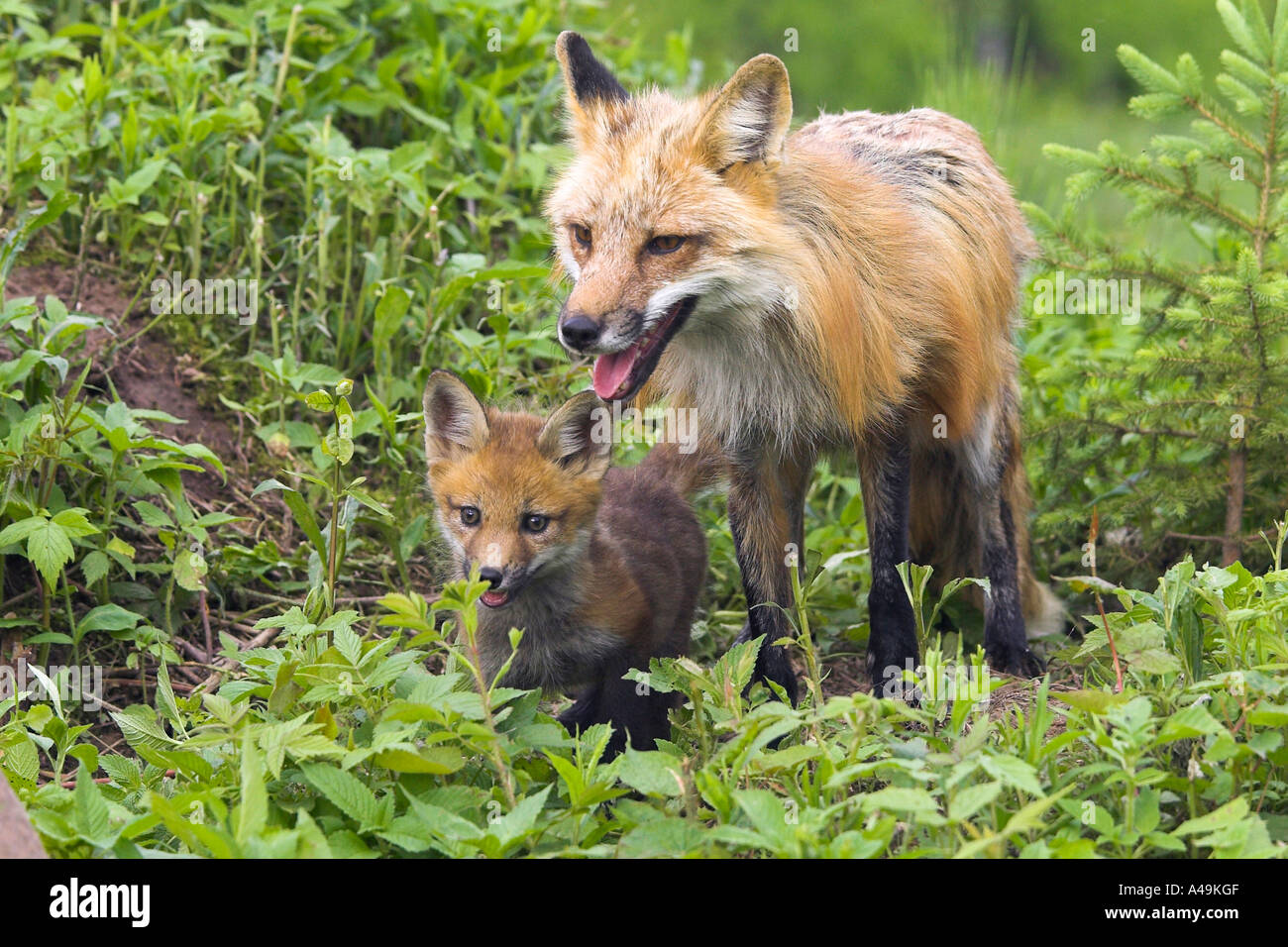American Red Fox / Amerikanischer Rotfuchs Stock Photo - Alamy