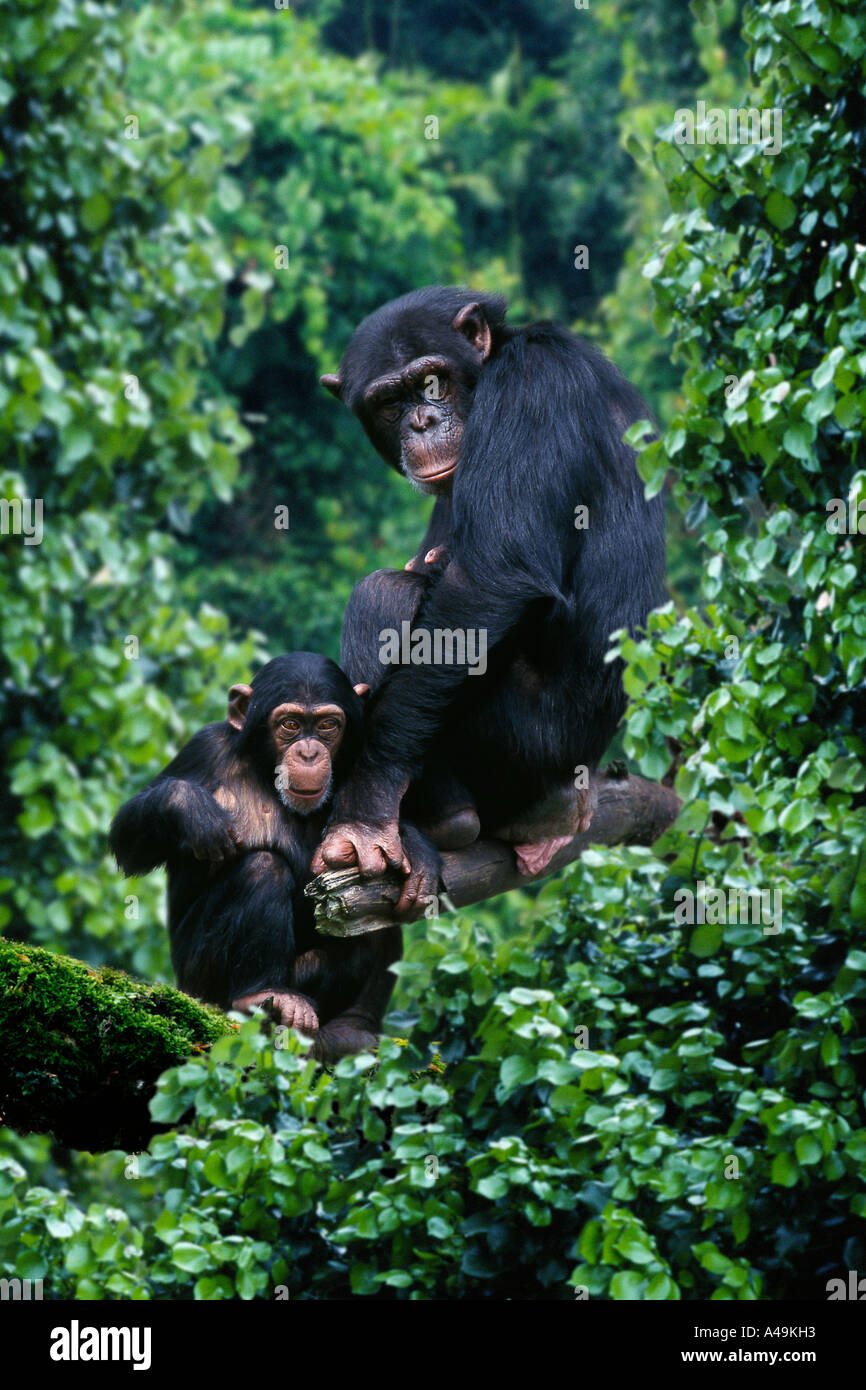 Chimpy hi-res stock photography and images - Alamy