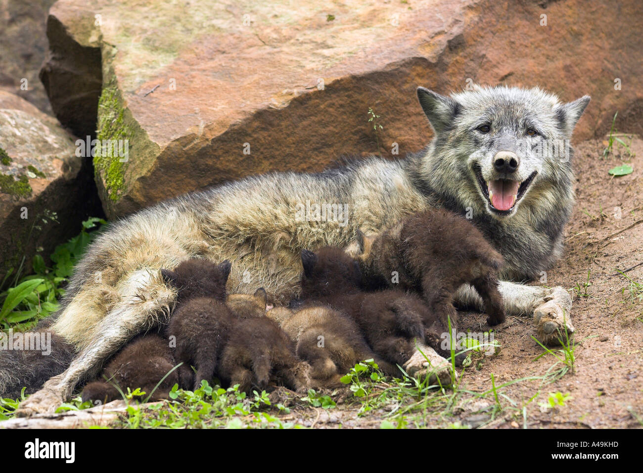 Timber Wolf / Timber-Wolf Stock Photo - Alamy