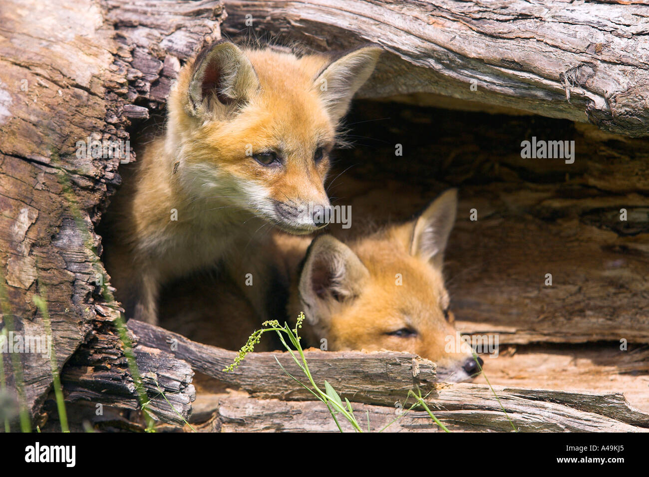 Amerikanischer rotfuchs hi-res stock photography and images - Alamy