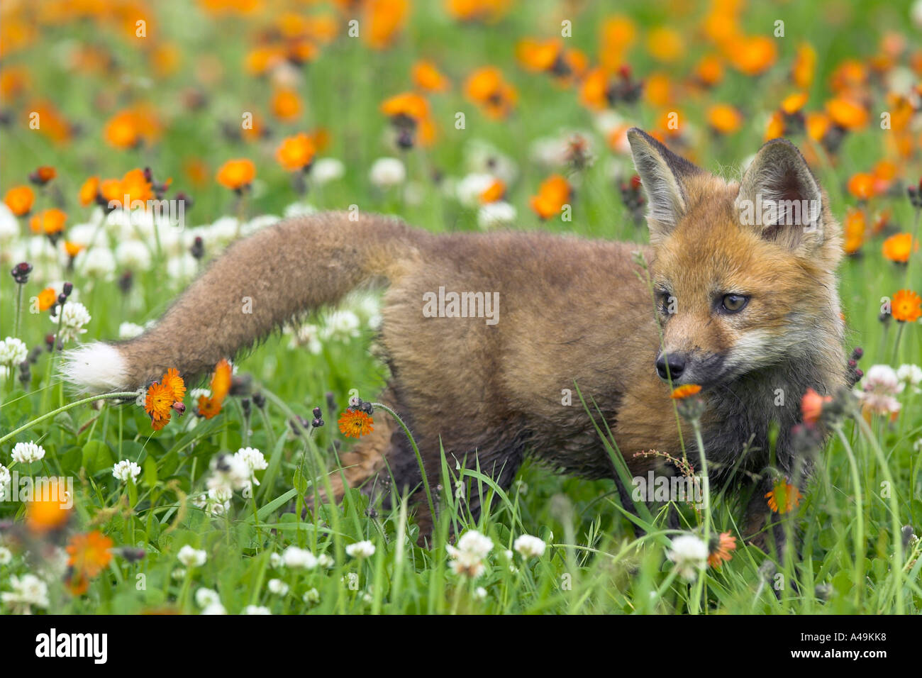 American red fox rotfuchs hi-res stock photography and images - Alamy