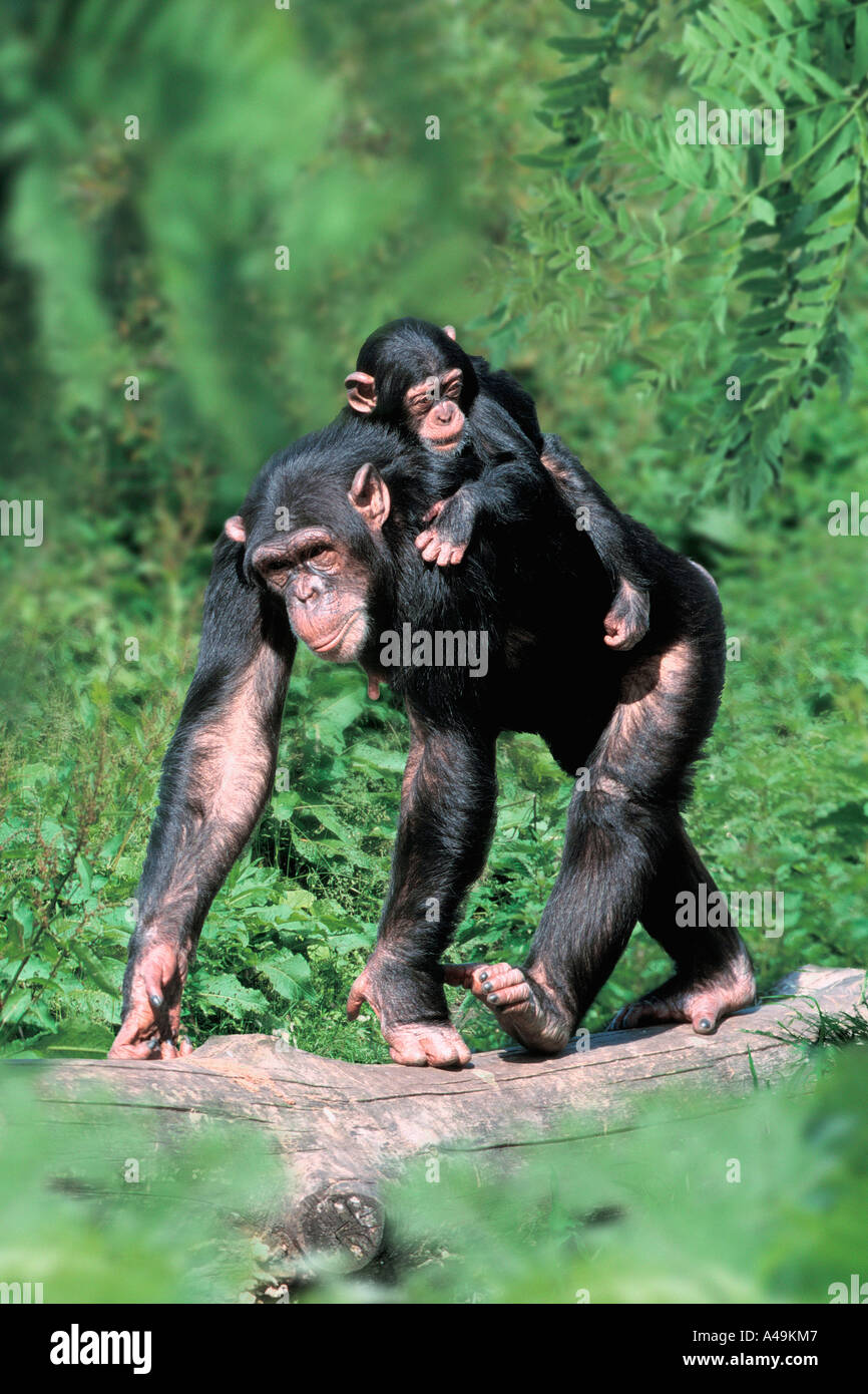 Chimpy hi-res stock photography and images - Alamy