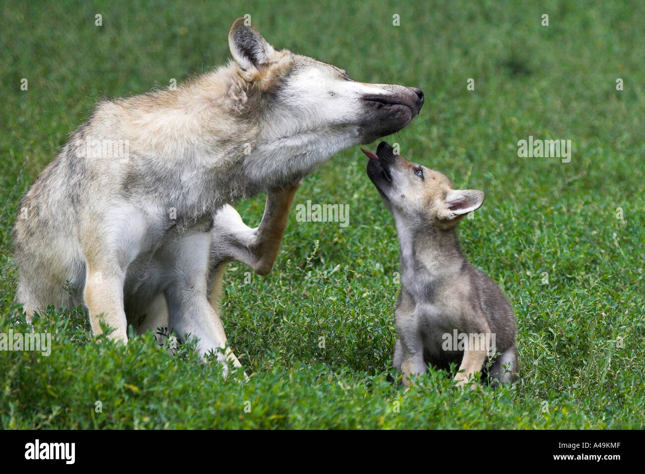 Wolf cub licking hi-res stock photography and images - Alamy