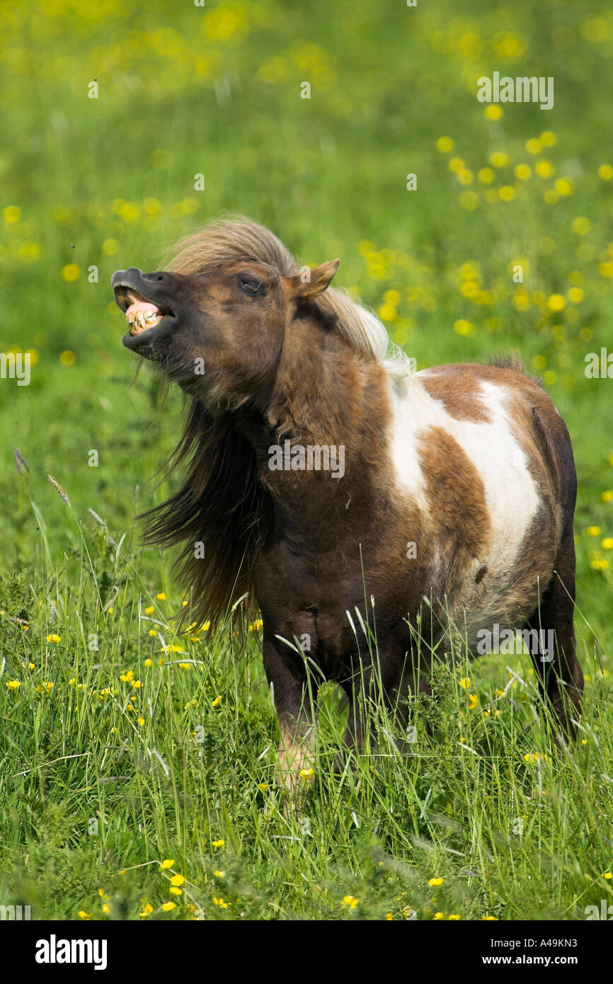 Shetlandpony hi-res stock photography and images - Alamy