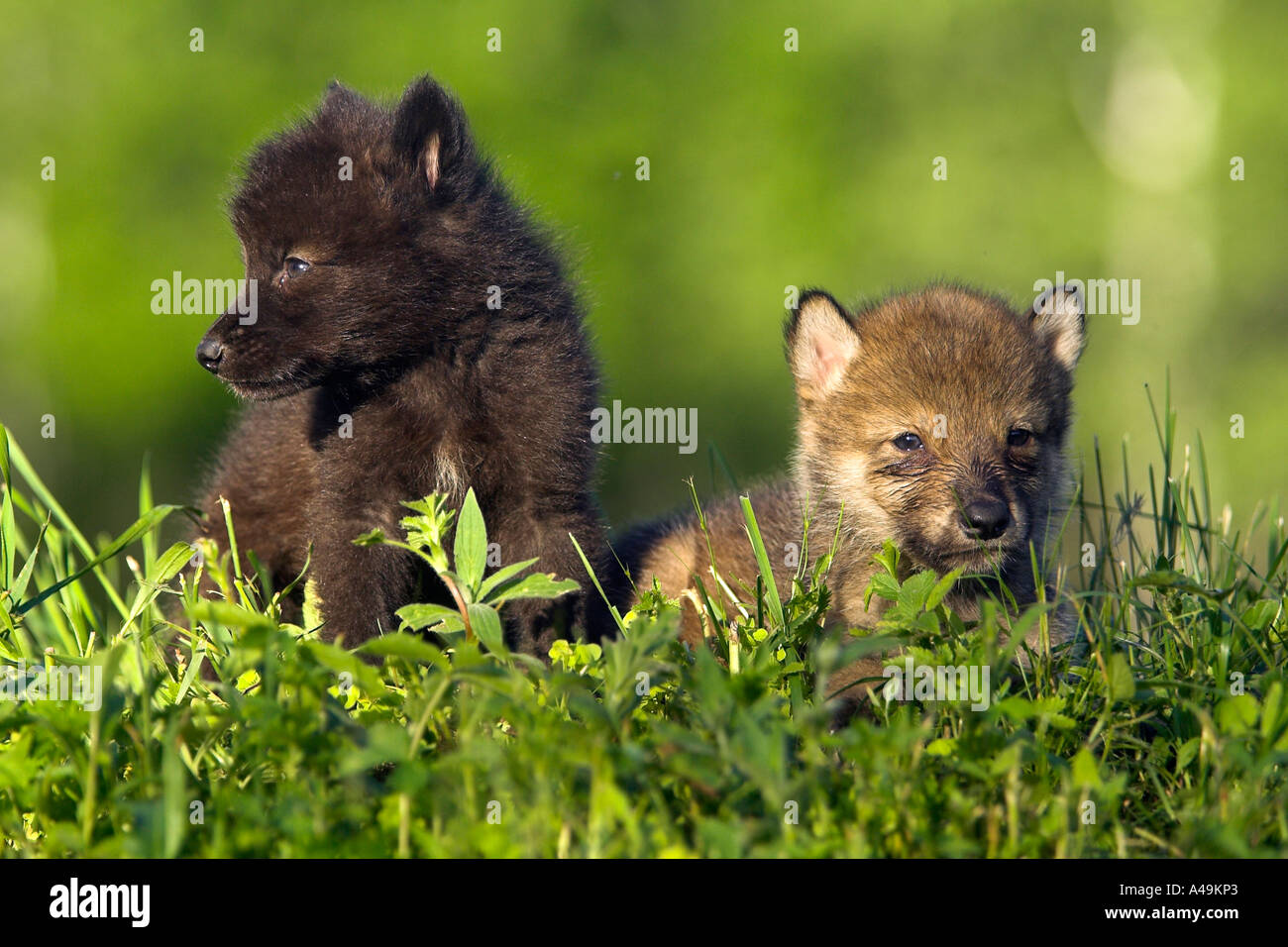 Timber Wolf / Timber-Wolf Stock Photo - Alamy