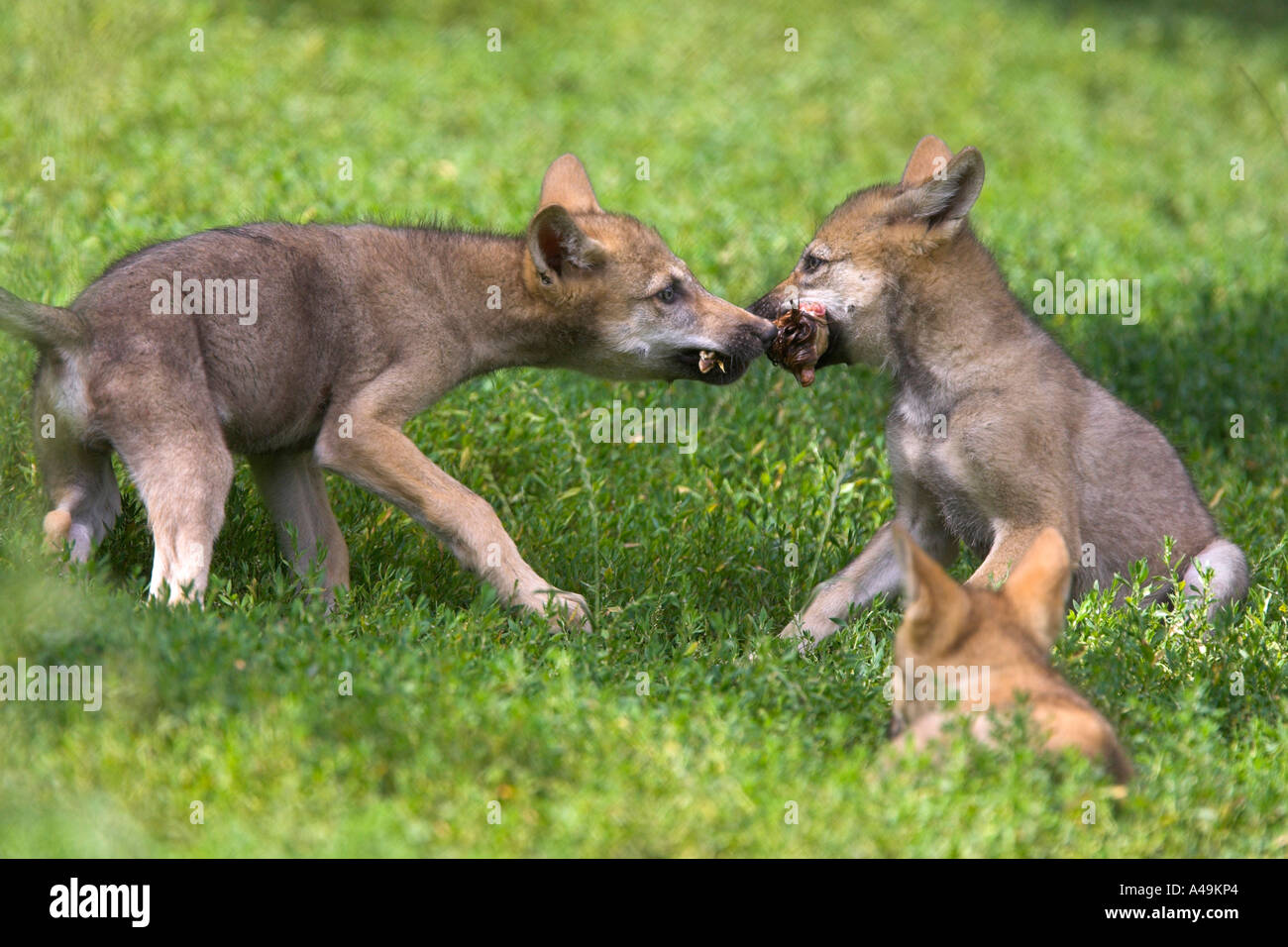 Wolf mit beute canis lupus hi-res stock photography and images - Alamy