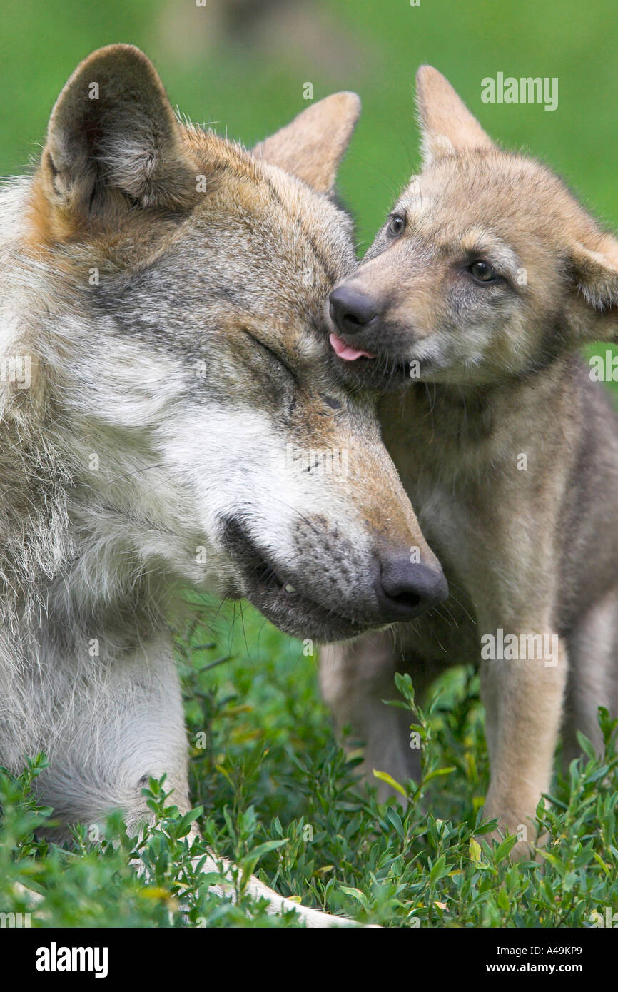 Wolf cub licking hi-res stock photography and images - Alamy