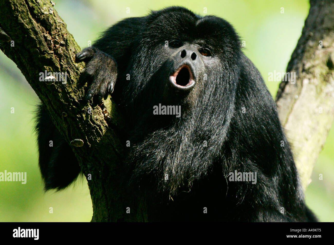 Black Howler Monkey Stock Photo - Alamy