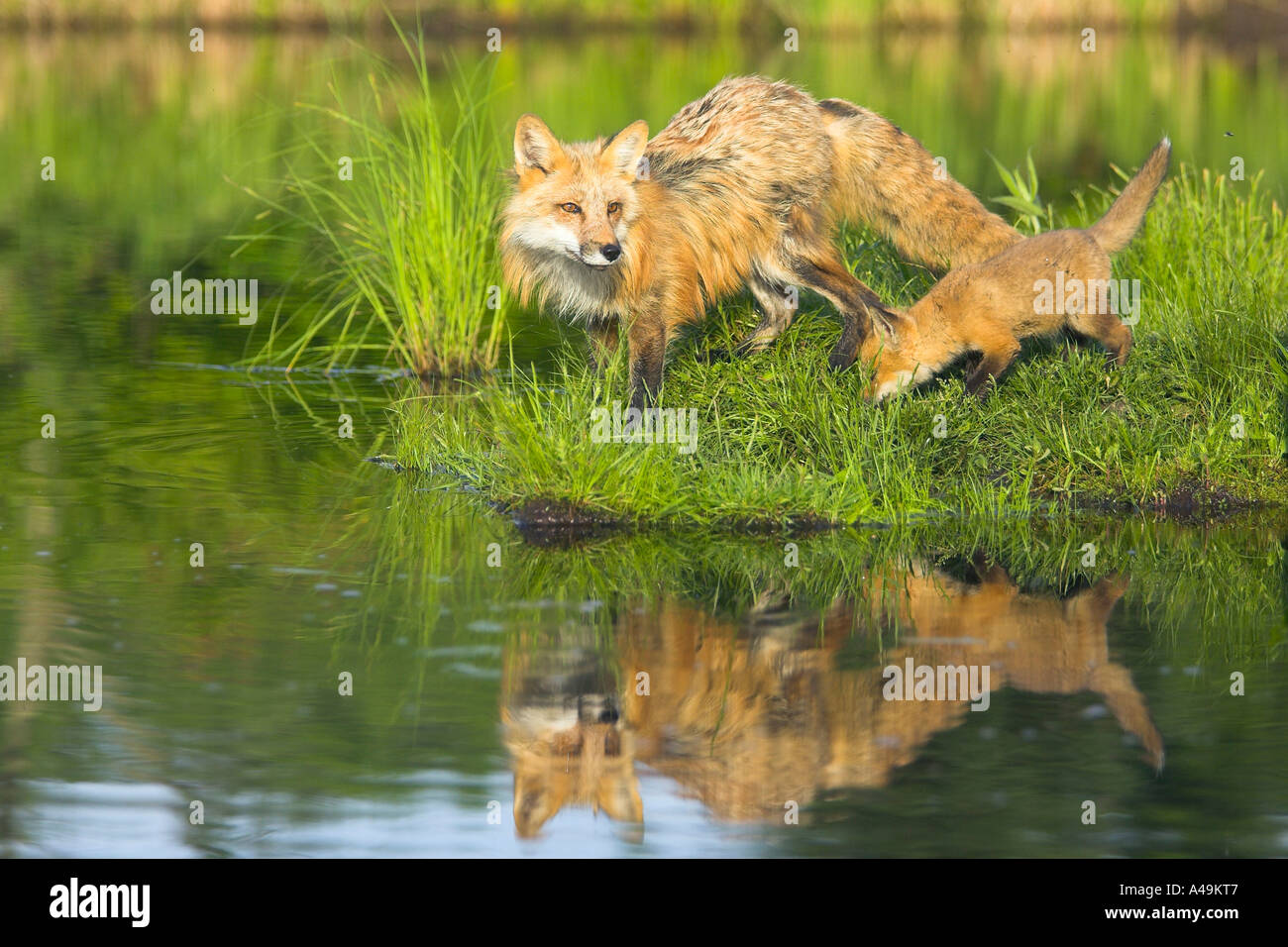 Amerikanischer rotfuchs hi-res stock photography and images - Alamy