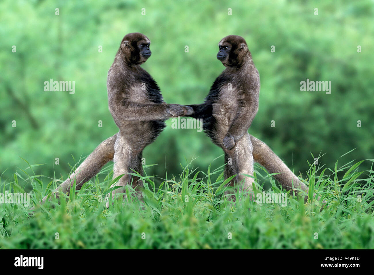 Monkey hands hi-res stock photography and images - Alamy