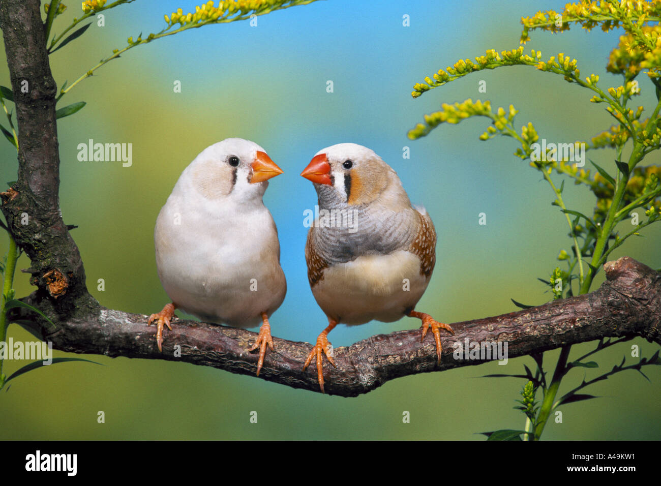 Zebra finch pair hi-res stock photography and images - Alamy