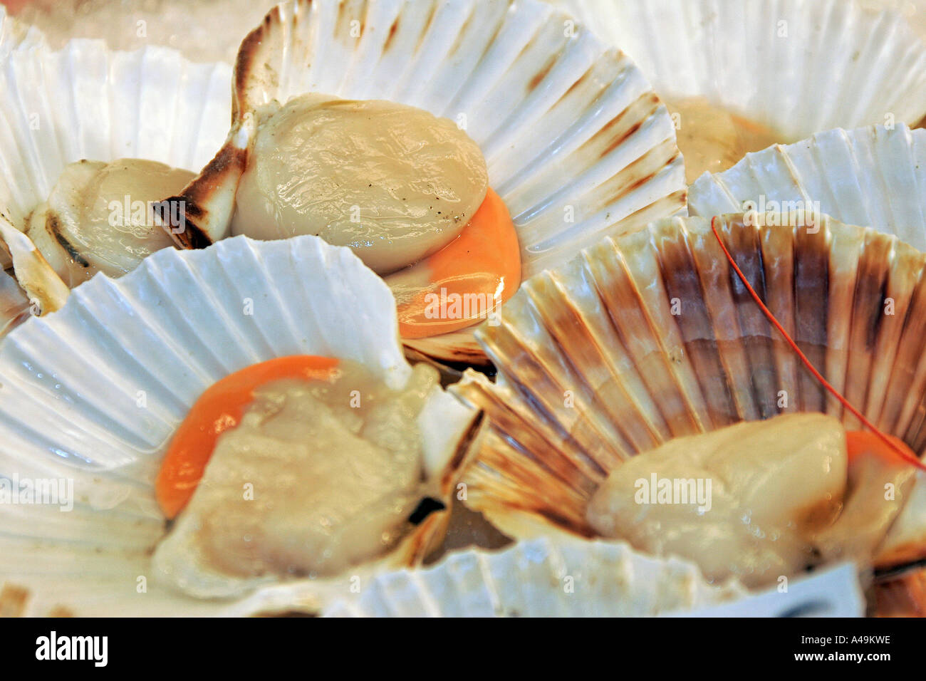 Pilgrim scallops hi-res stock photography and images - Alamy