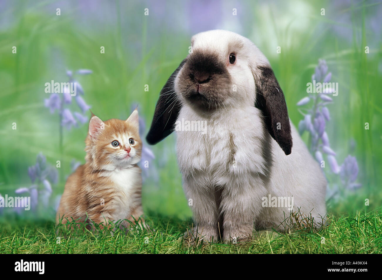 Lop-eared Dwarf Rabbit and Domestic Cat Stock Photo - Alamy