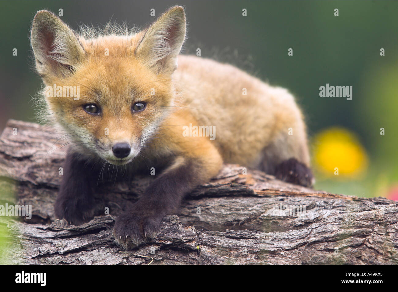 American Red Fox / Amerikanischer Rotfuchs Stock Photo - Alamy