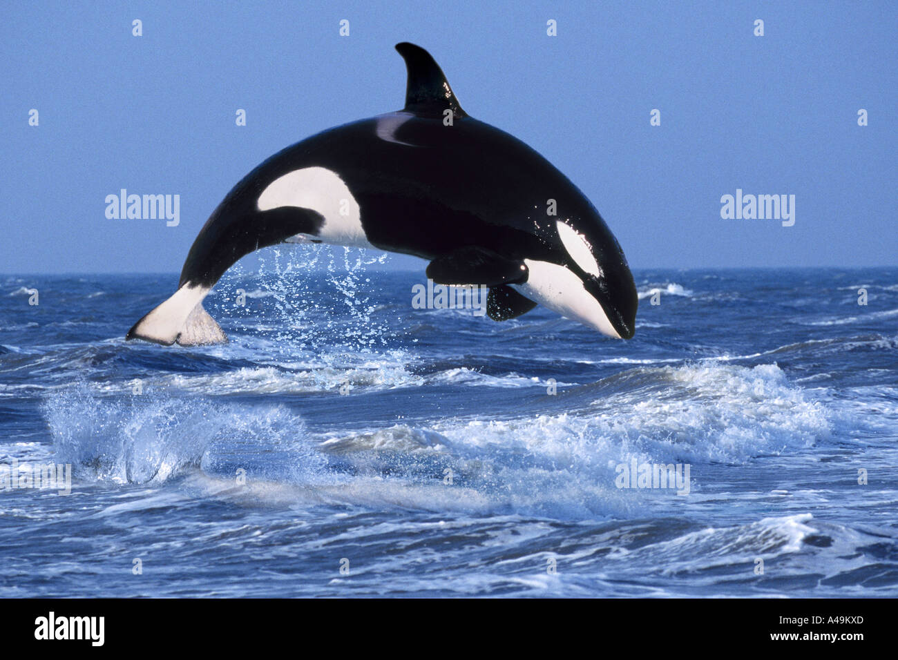 Orca / Killerwhale Stock Photo - Alamy