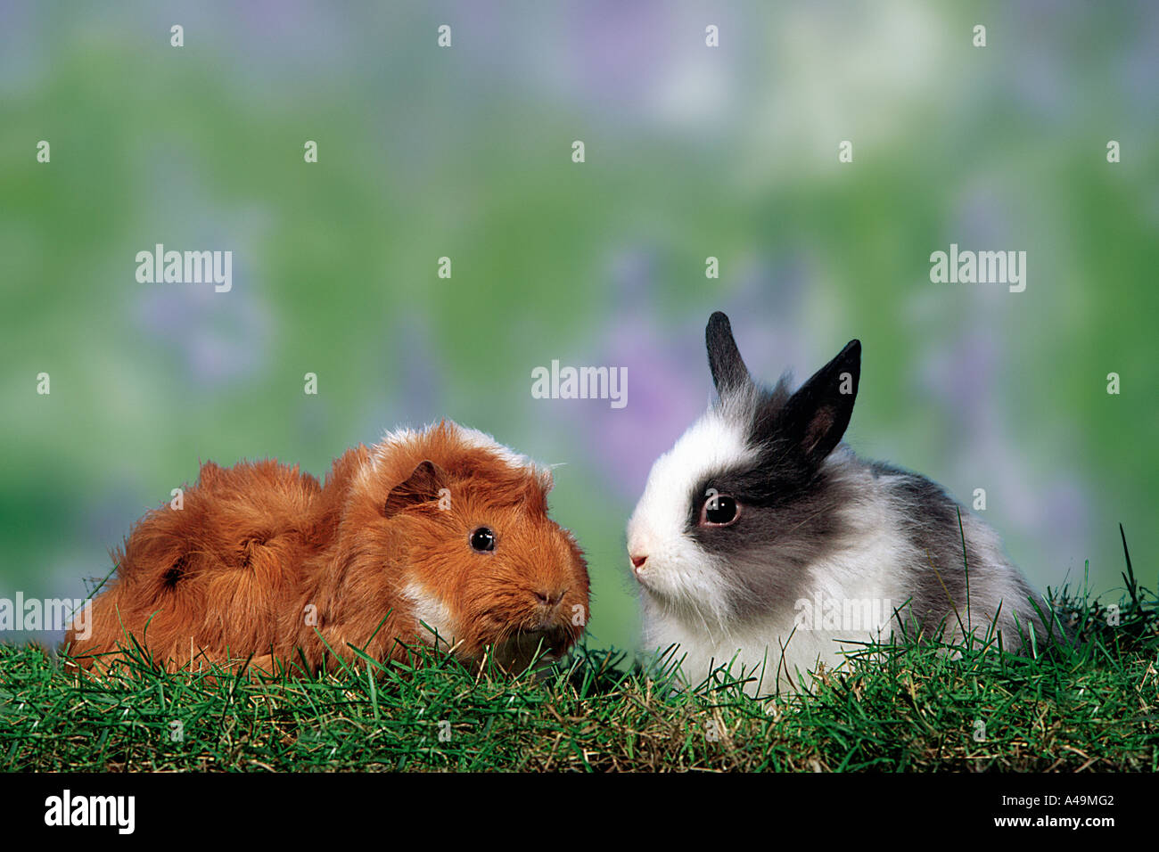 Dwarf Rabbit and Guinea Pig Stock Photo - Alamy