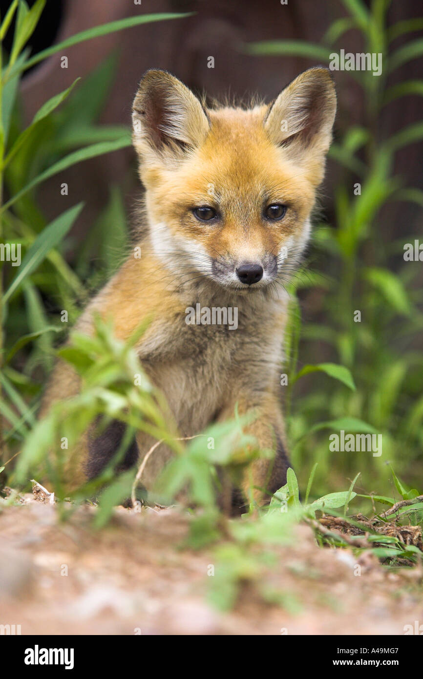 American Red Fox / Amerikanischer Rotfuchs Stock Photo - Alamy
