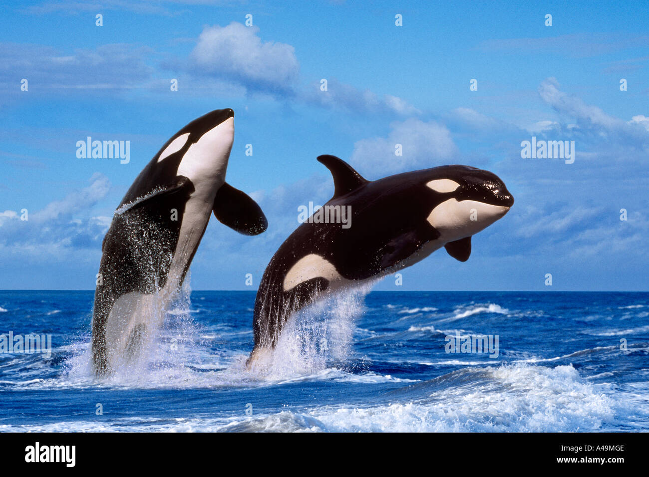 Killerwhale / Orca Stock Photo - Alamy