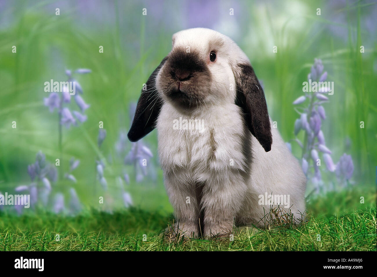 Lop-eared Dwarf Rabbit Stock Photo - Alamy