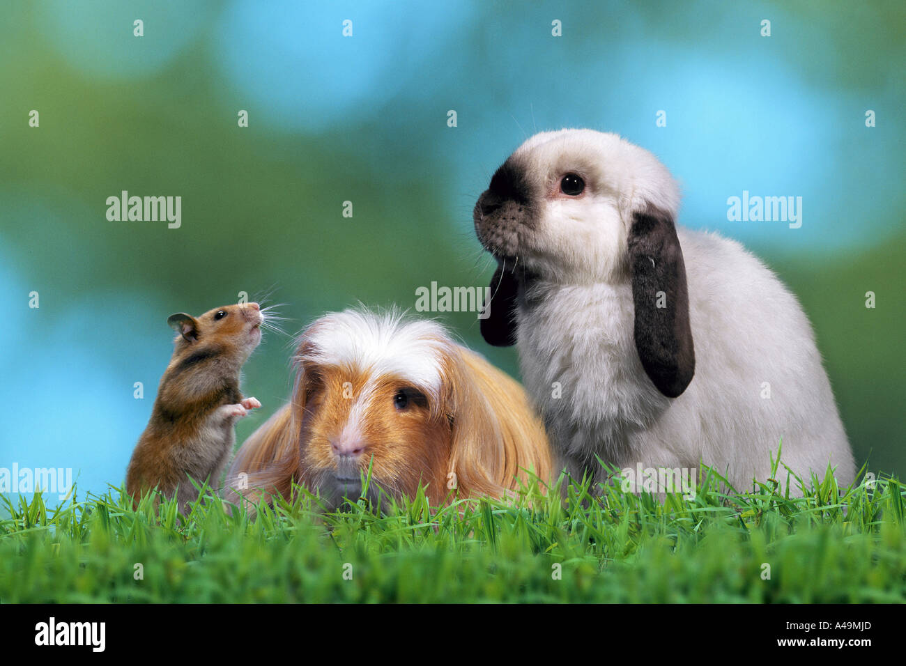 Lop eared rabbit and guinea pig hi-res stock photography and images - Alamy