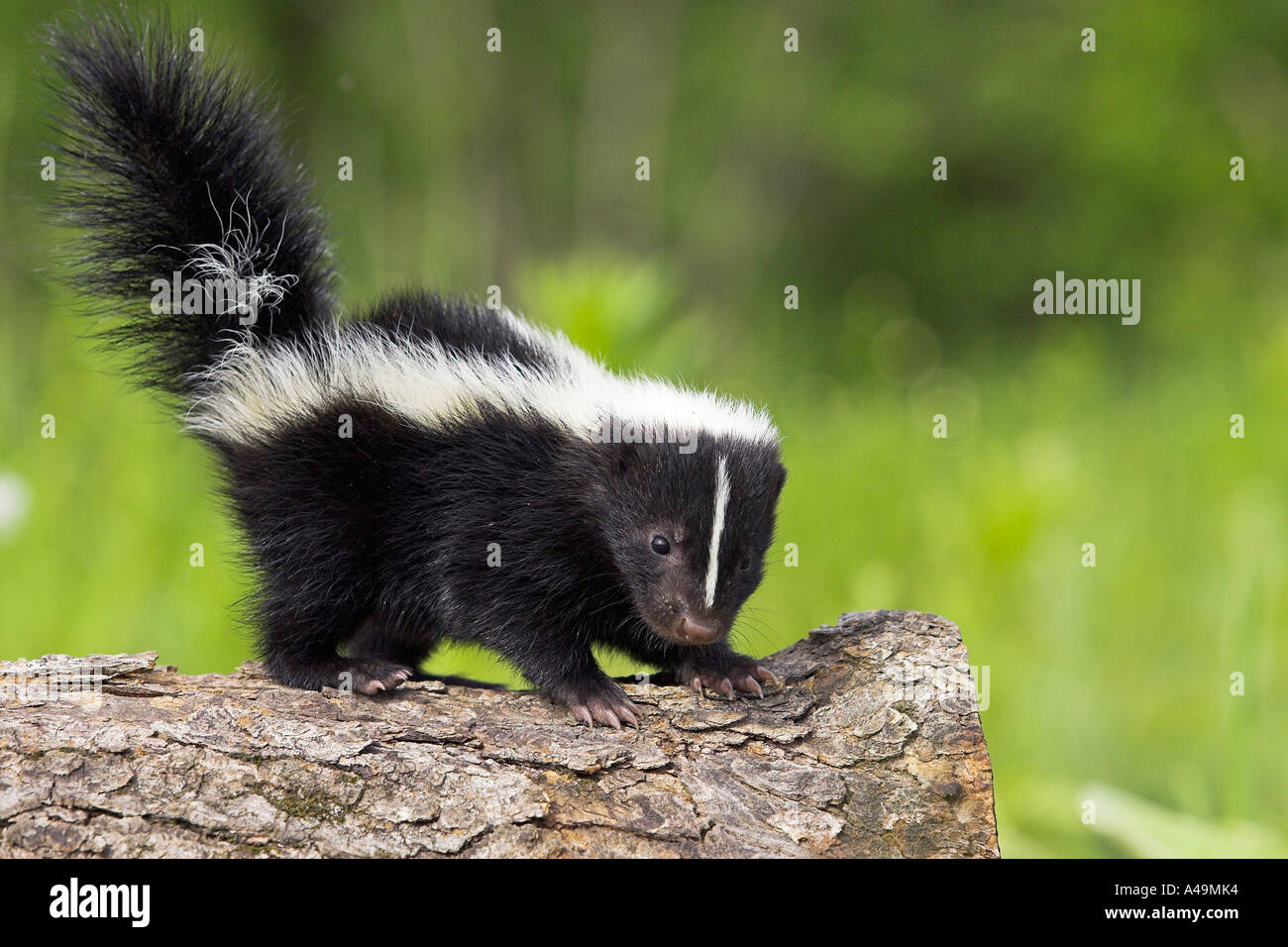 Juvenile skunk hi-res stock photography and images - Alamy