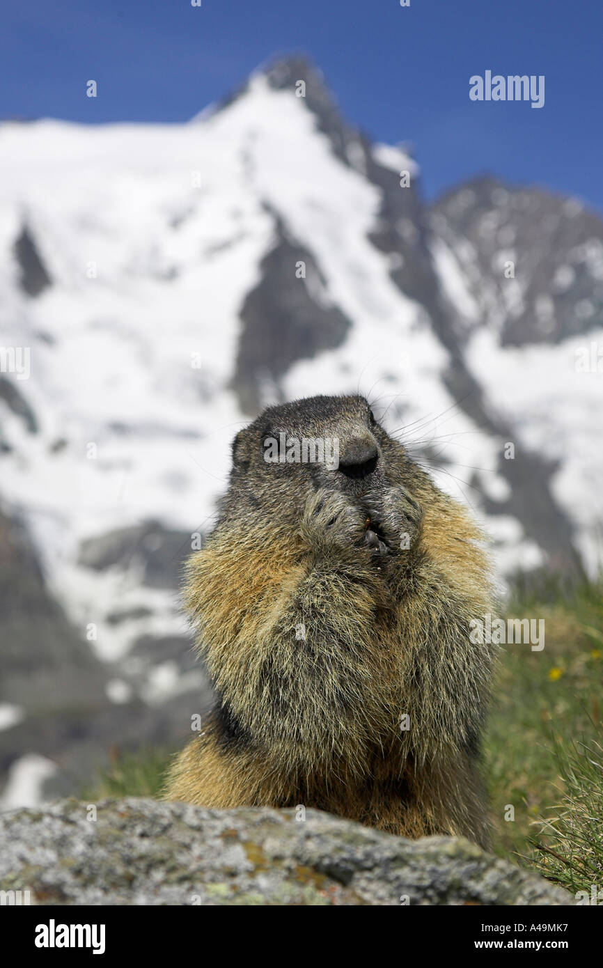 Alpine Marmot / Alpenmurmeltier / Murmeltier Stock Photo - Alamy
