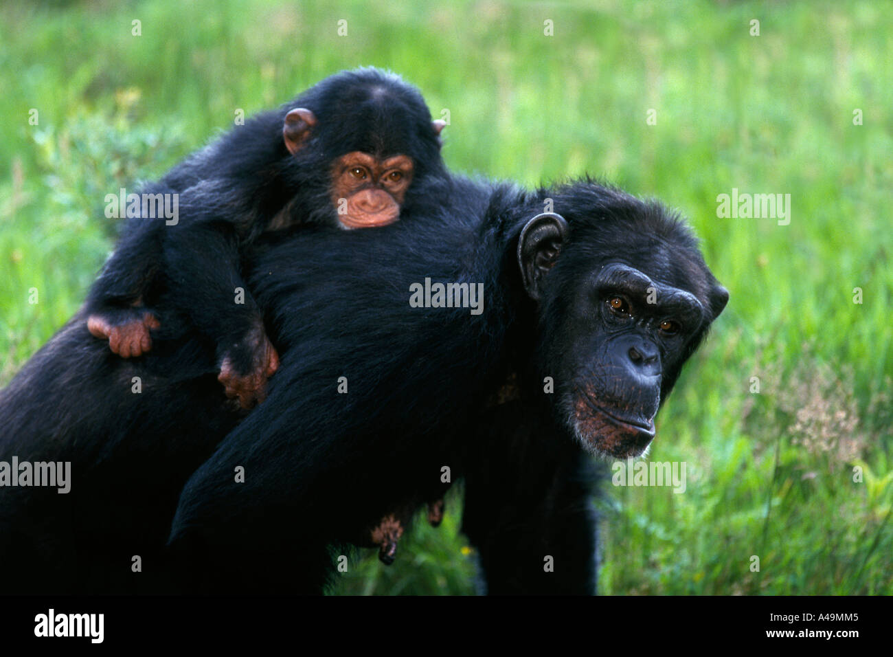 Chimpy hi-res stock photography and images - Alamy