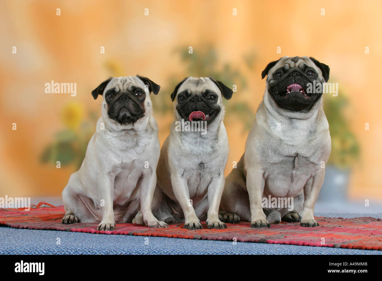 Pugs group hi-res stock photography and images - Alamy