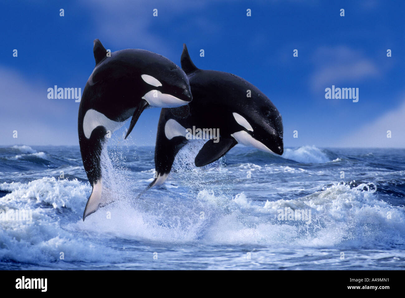 Orca / Killerwhale Stock Photo - Alamy