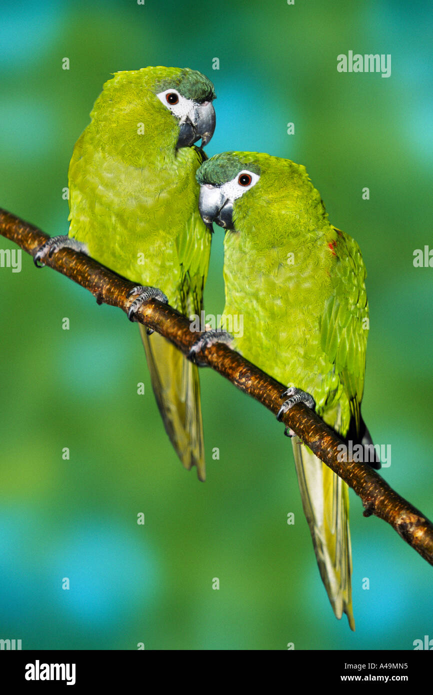 Hahns Macaw High Resolution Stock Photography and Images - Alamy