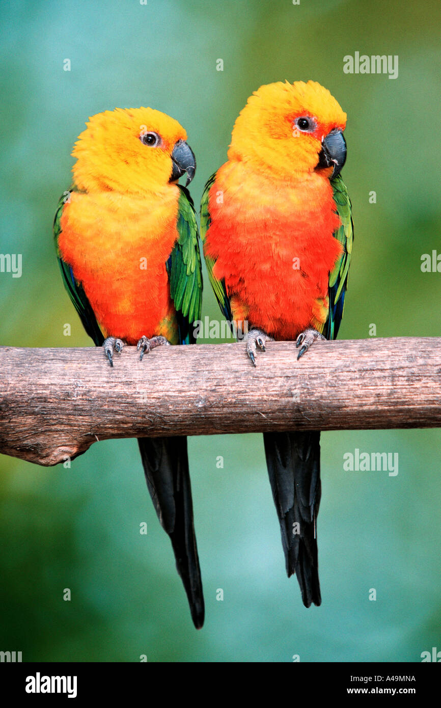 Yellow-headed Conure / Jendaya Conure Stock Photo - Alamy
