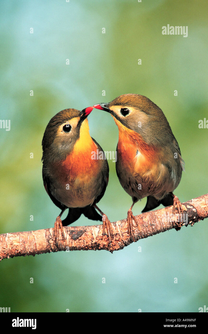 Pair of robins hi-res stock photography and images - Alamy