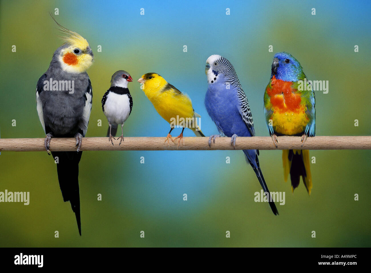 Scarlet chested parrot hi-res stock photography and images - Alamy