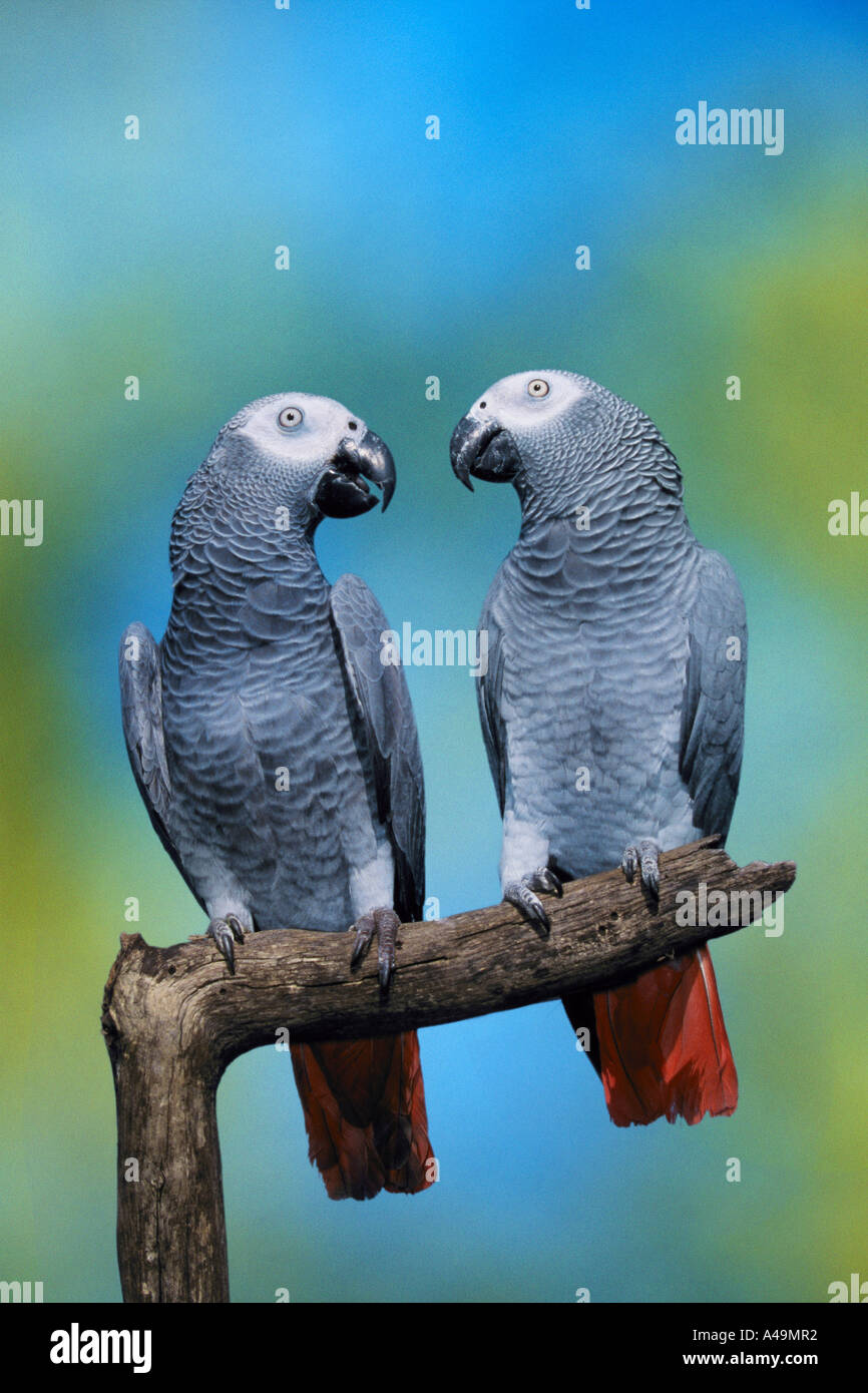 Pair of grey parrots hi-res stock photography and images - Alamy