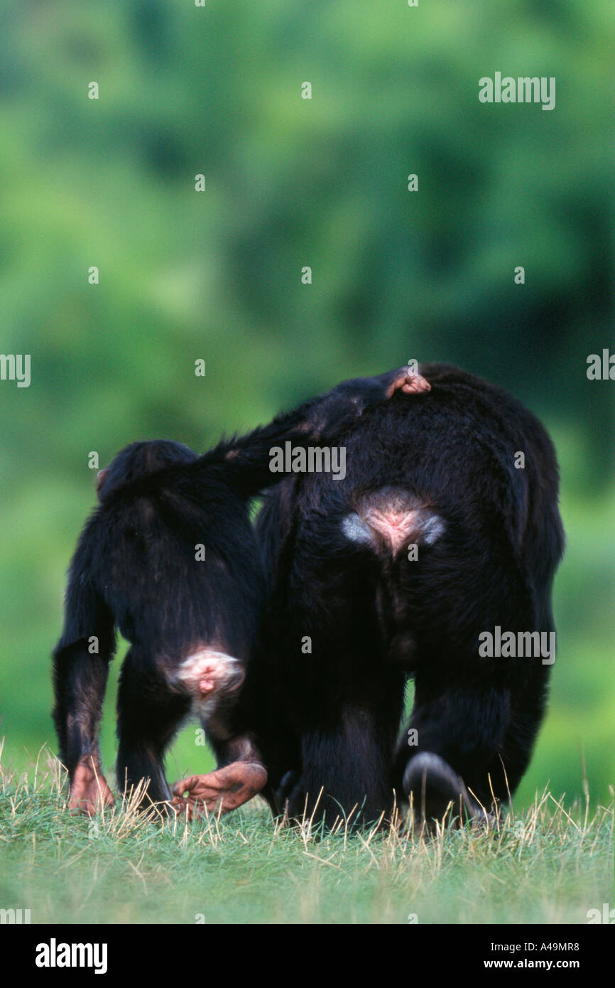 Chimpy hi-res stock photography and images - Alamy