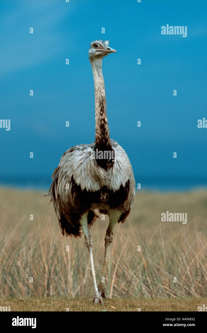 Male rhea hi-res stock photography and images - Alamy