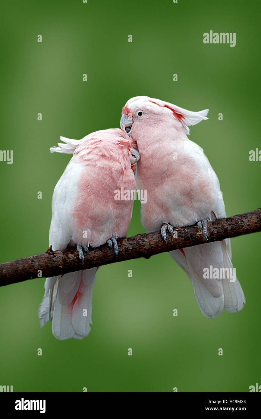 Major Mitchell's Cockatoo Stock Photo - Alamy
